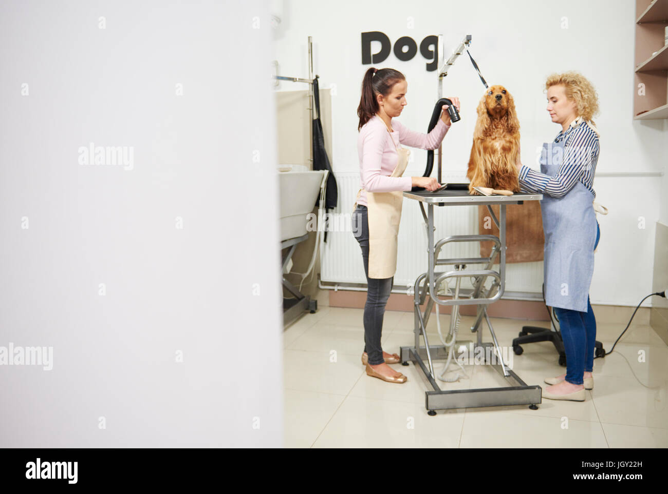 Two women dog grooming hi-res stock photography and images - Alamy