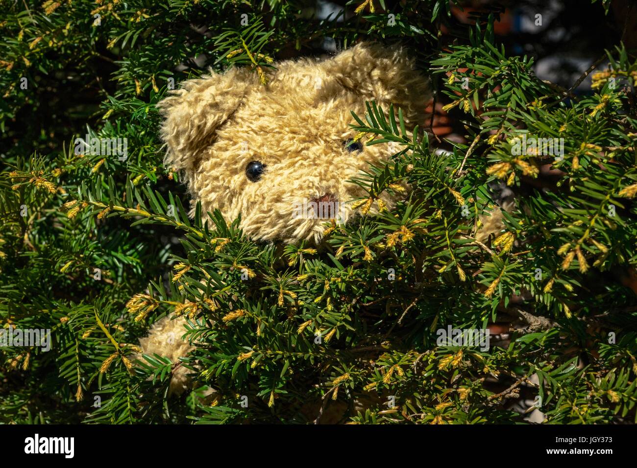 Teddy bear Arthur is hiding on the North Frisian island Amrum Stock ...