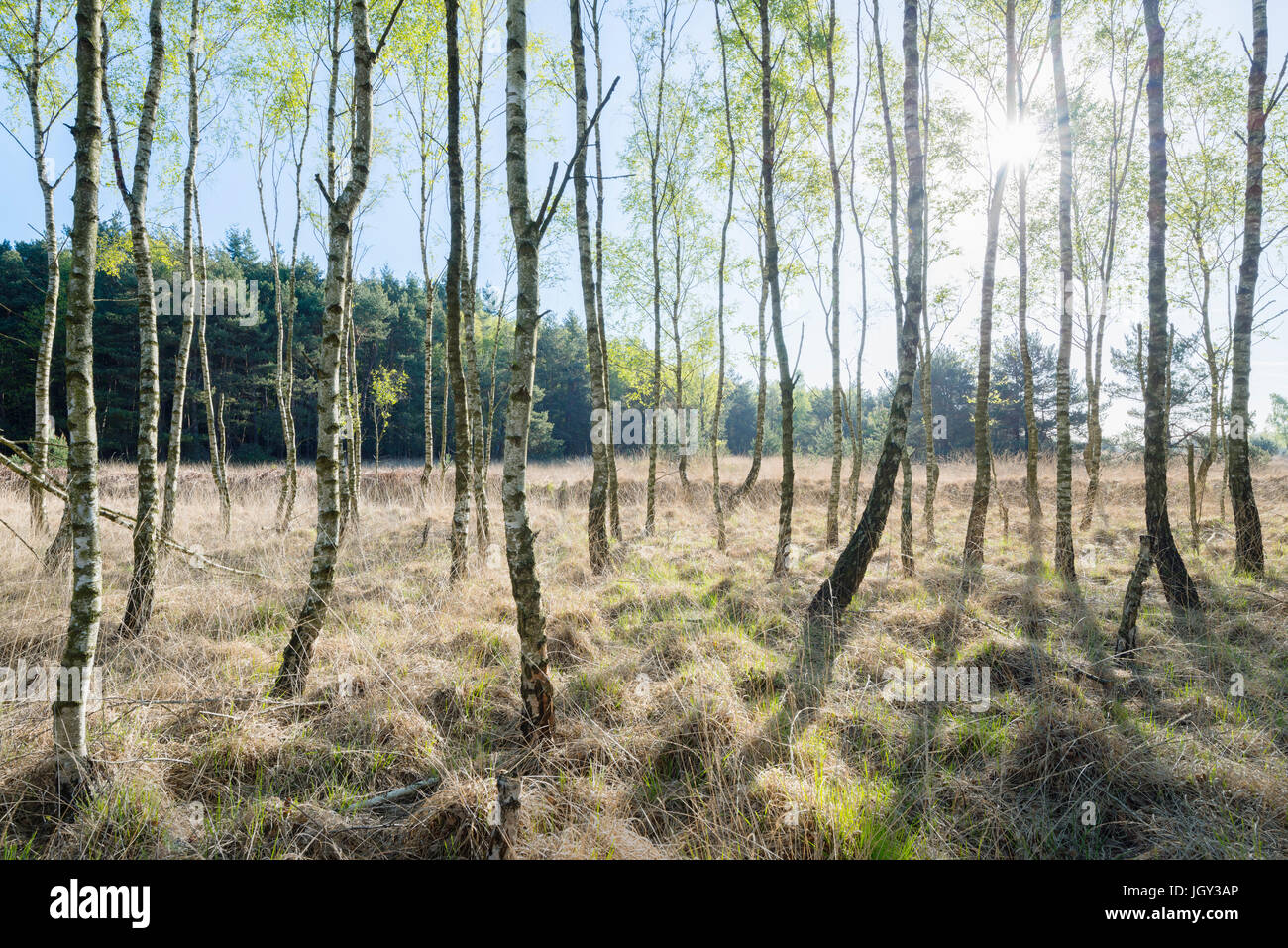 Birch trees in a row hi-res stock photography and images - Alamy