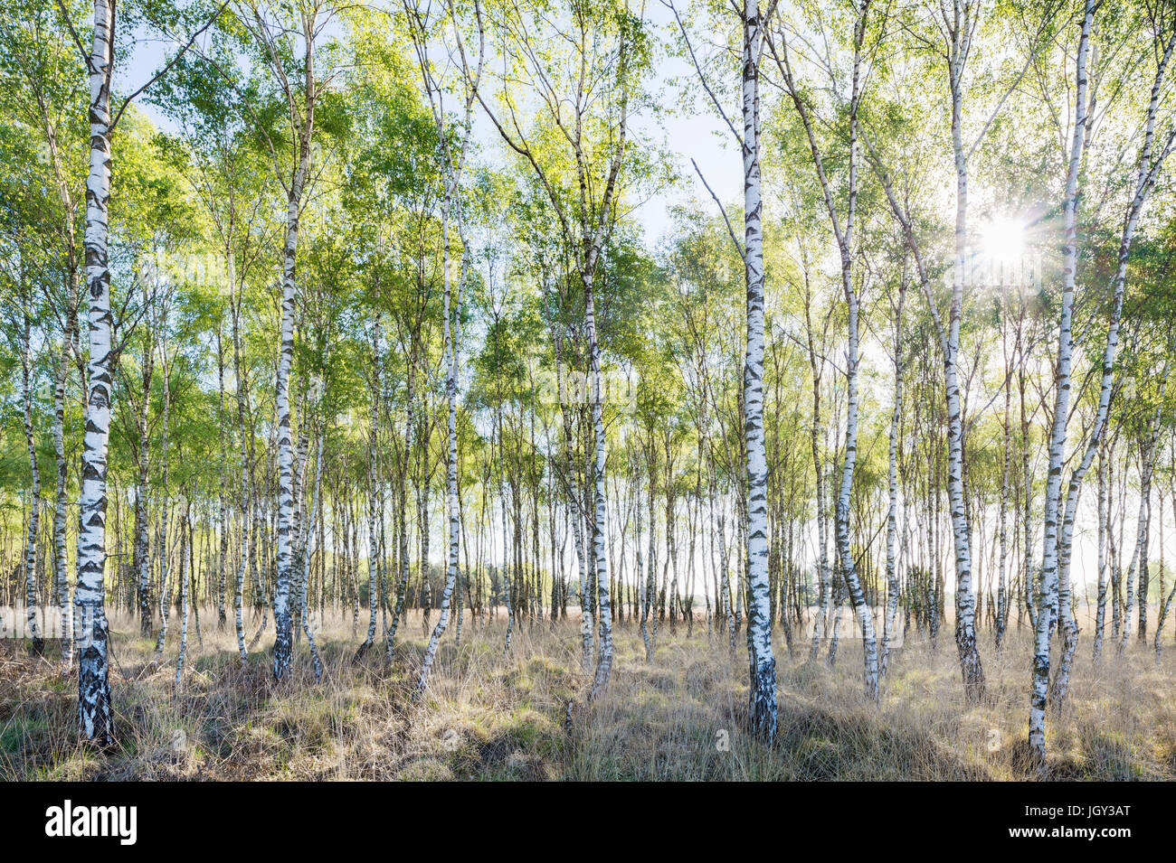 Birch trees in spring morning sunlight Stock Photo - Alamy