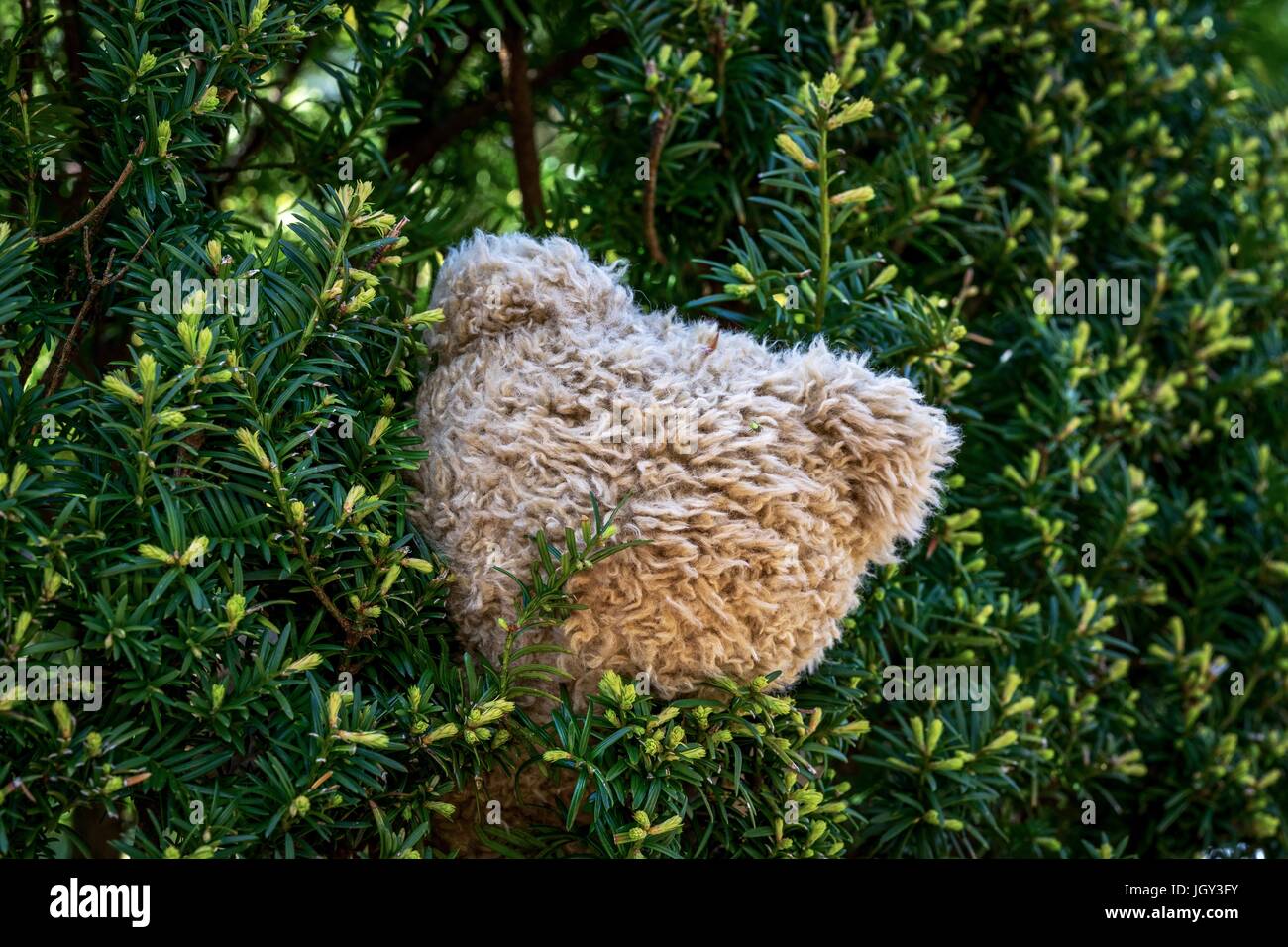 Teddy bear Arthur is hiding on the North Frisian island Amrum Stock ...