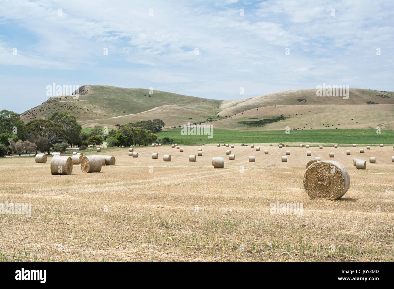 A random field of hay bales with a backdrop of black cows and hills ...