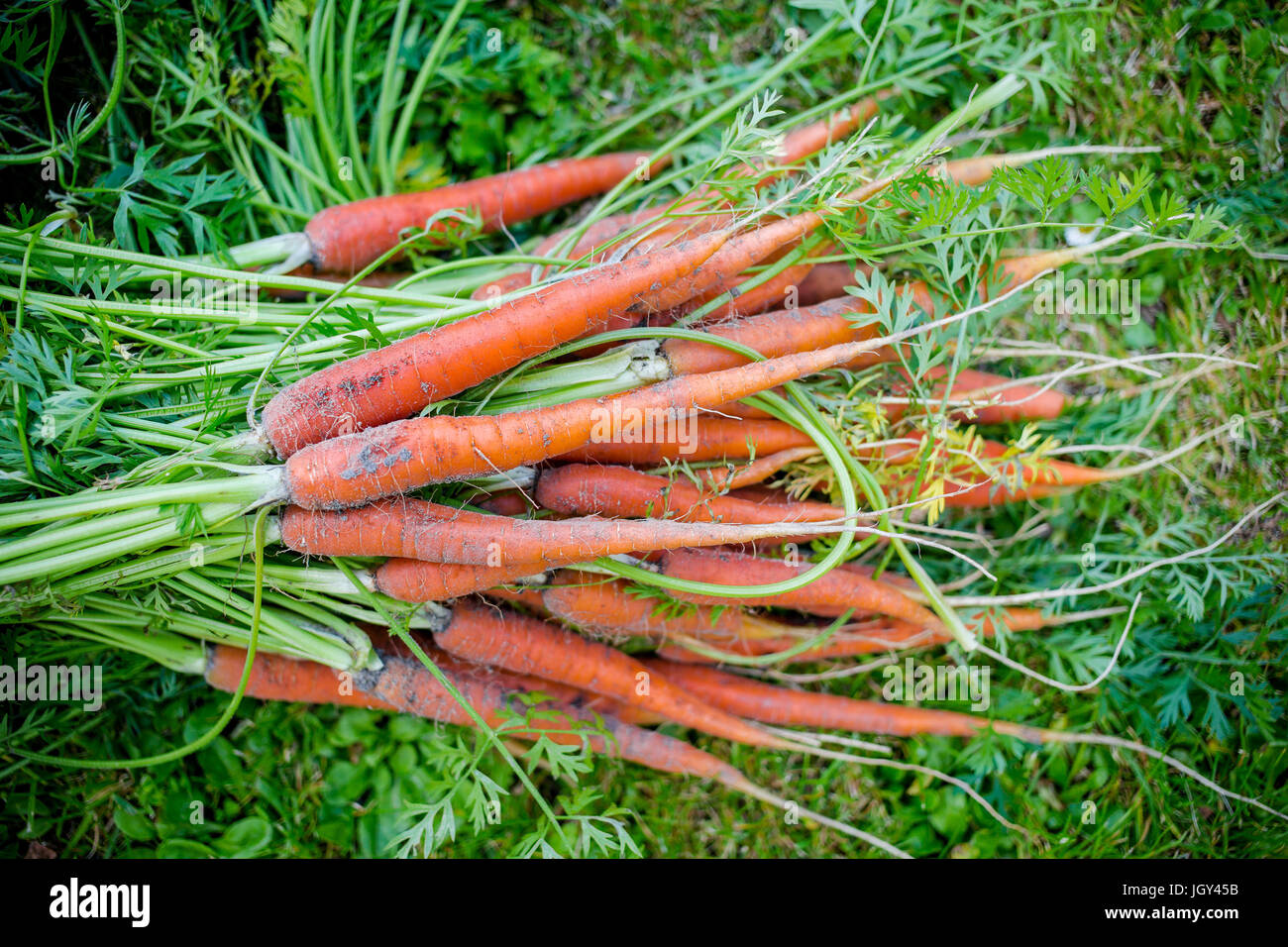 Bunch of carrots Stock Photo - Alamy