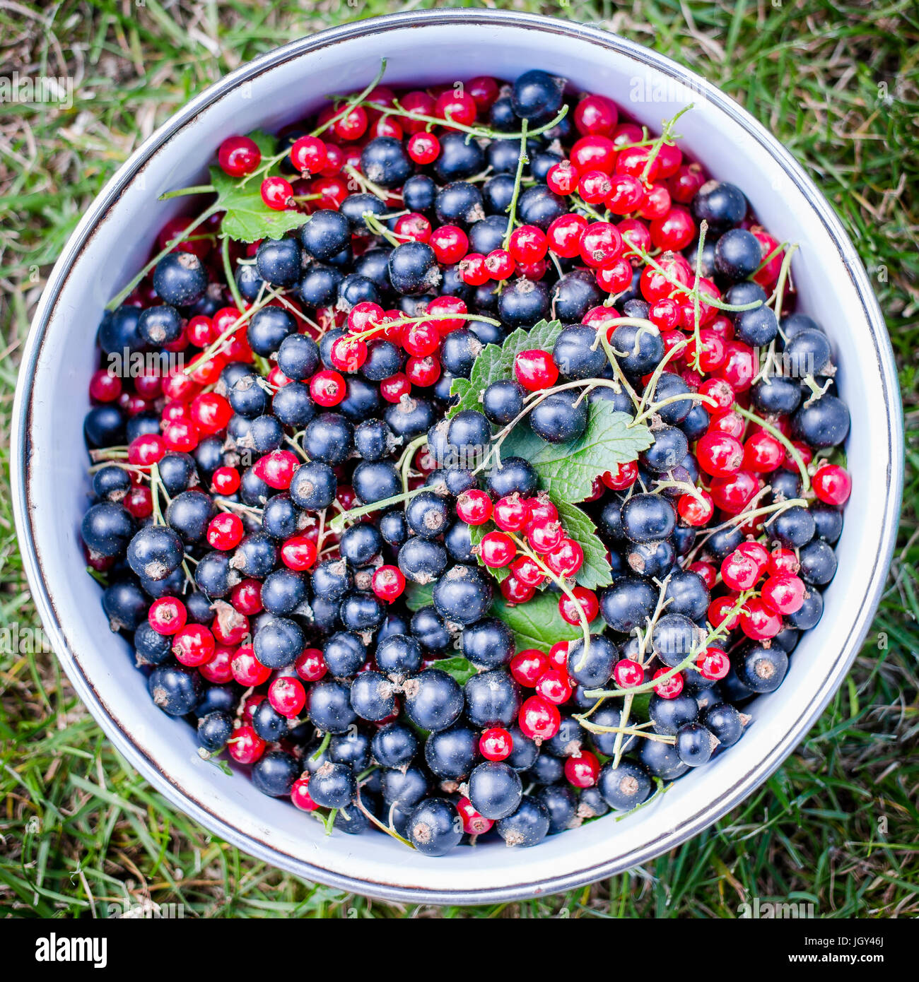 Bowl of red and black currants Stock Photo - Alamy