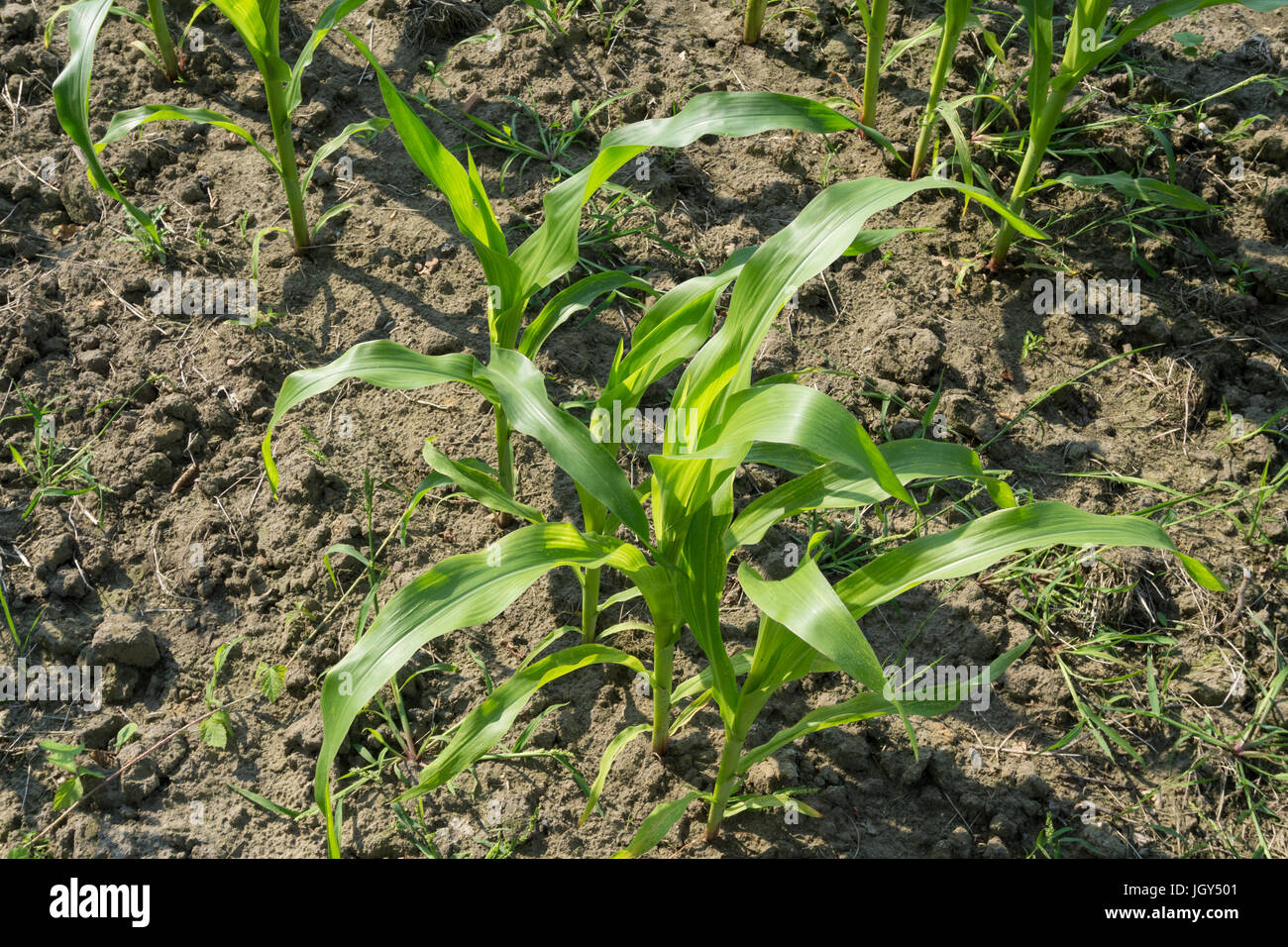 Maispflanze hi-res stock photography and images - Alamy