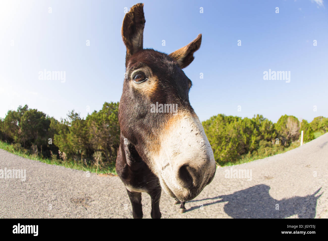 funny donkey looking at the camera Stock Photo - Alamy