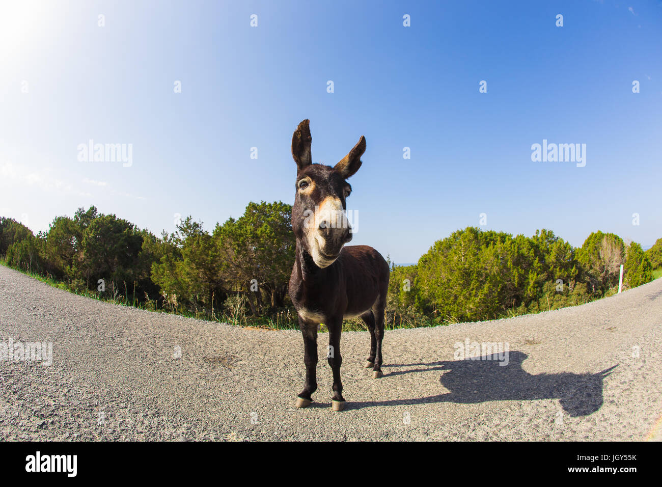 funny donkey looking at the camera Stock Photo - Alamy