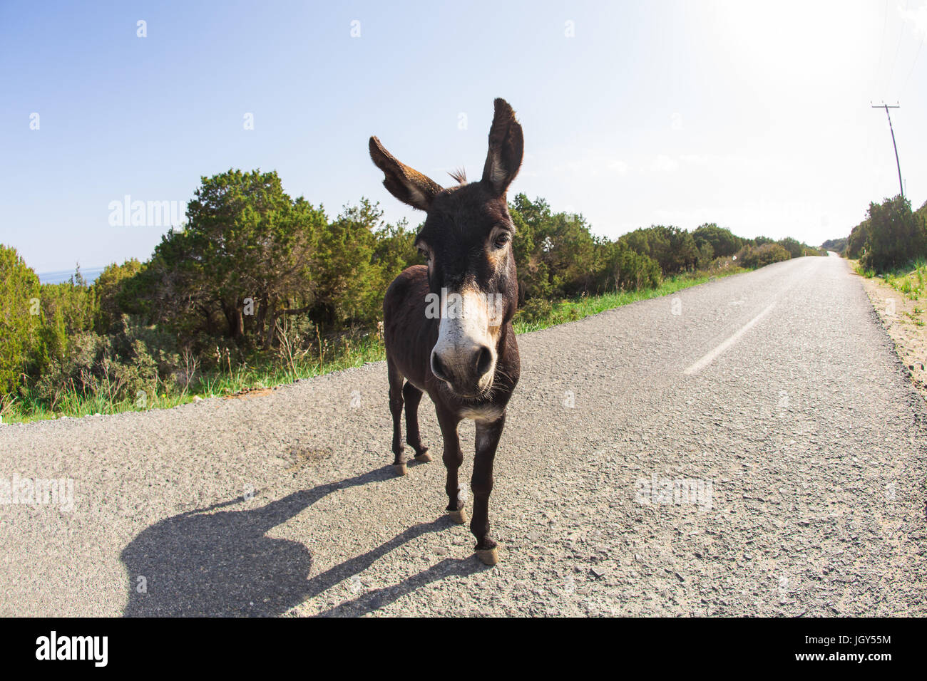 funny donkey looking at the camera Stock Photo - Alamy