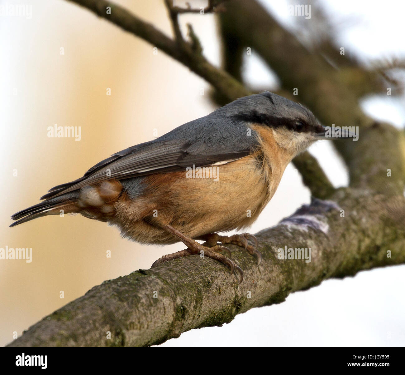 Nuthatch sitting in tree hi-res stock photography and images - Alamy
