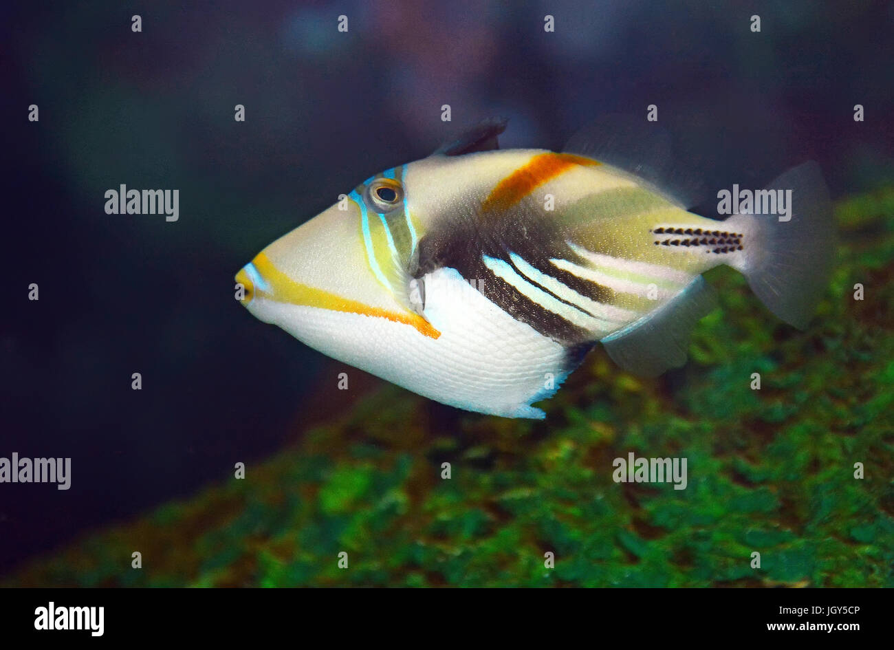Picasso triggerfish, Rhinecanthus aculeatus Stock Photo - Alamy