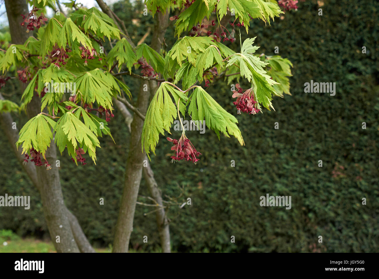 Downy Japanese Maple Acer Japonicum High Resolution Stock Photography ...