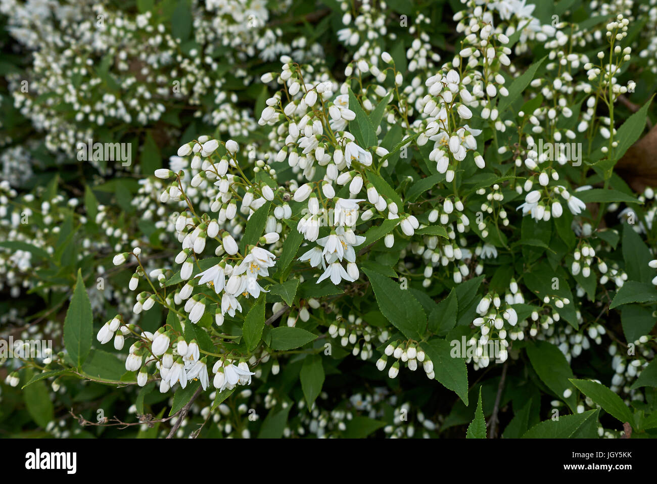 Deutzia gracilis hi-res stock photography and images - Alamy