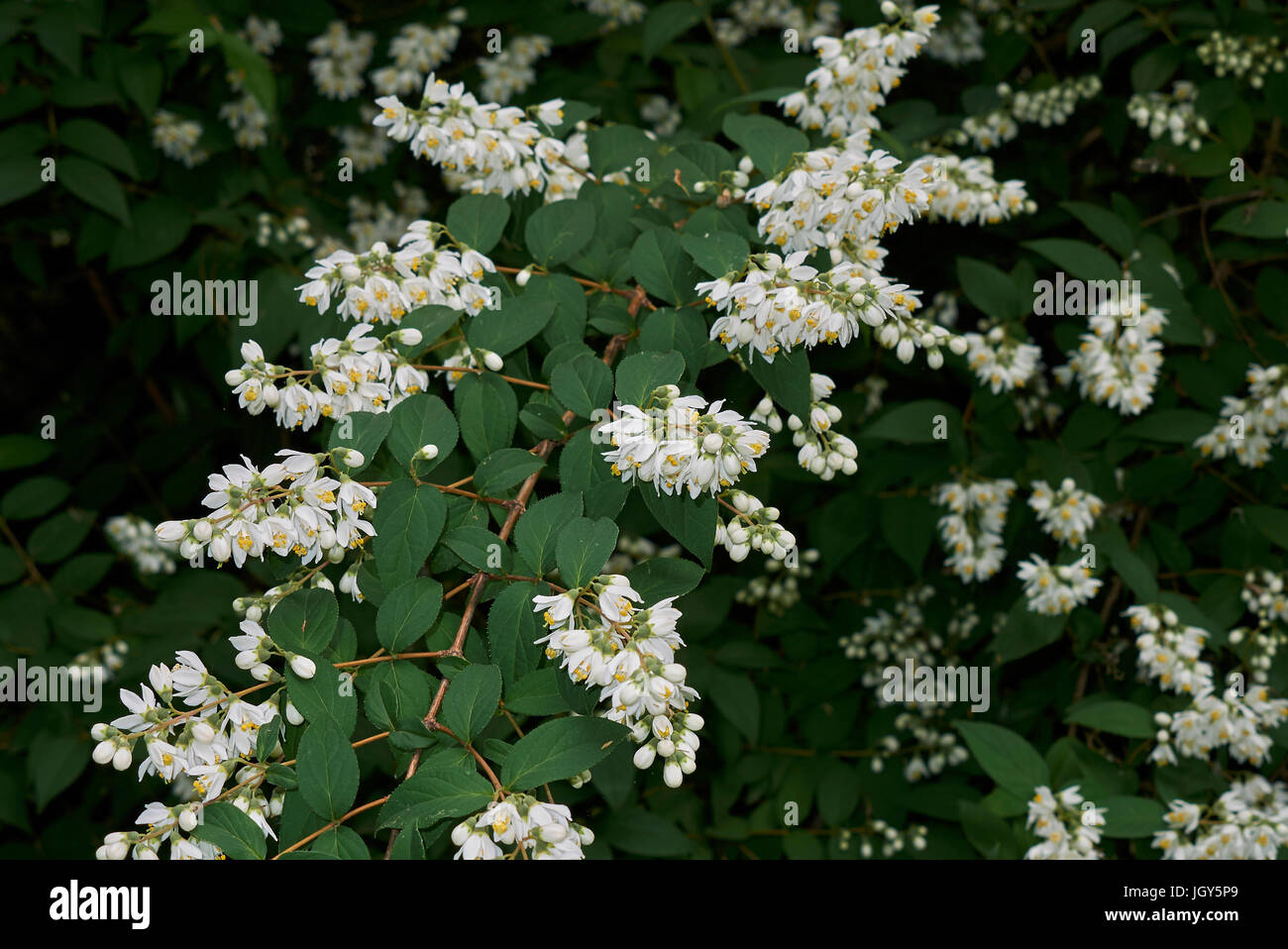Deutzia shrub hi-res stock photography and images - Alamy