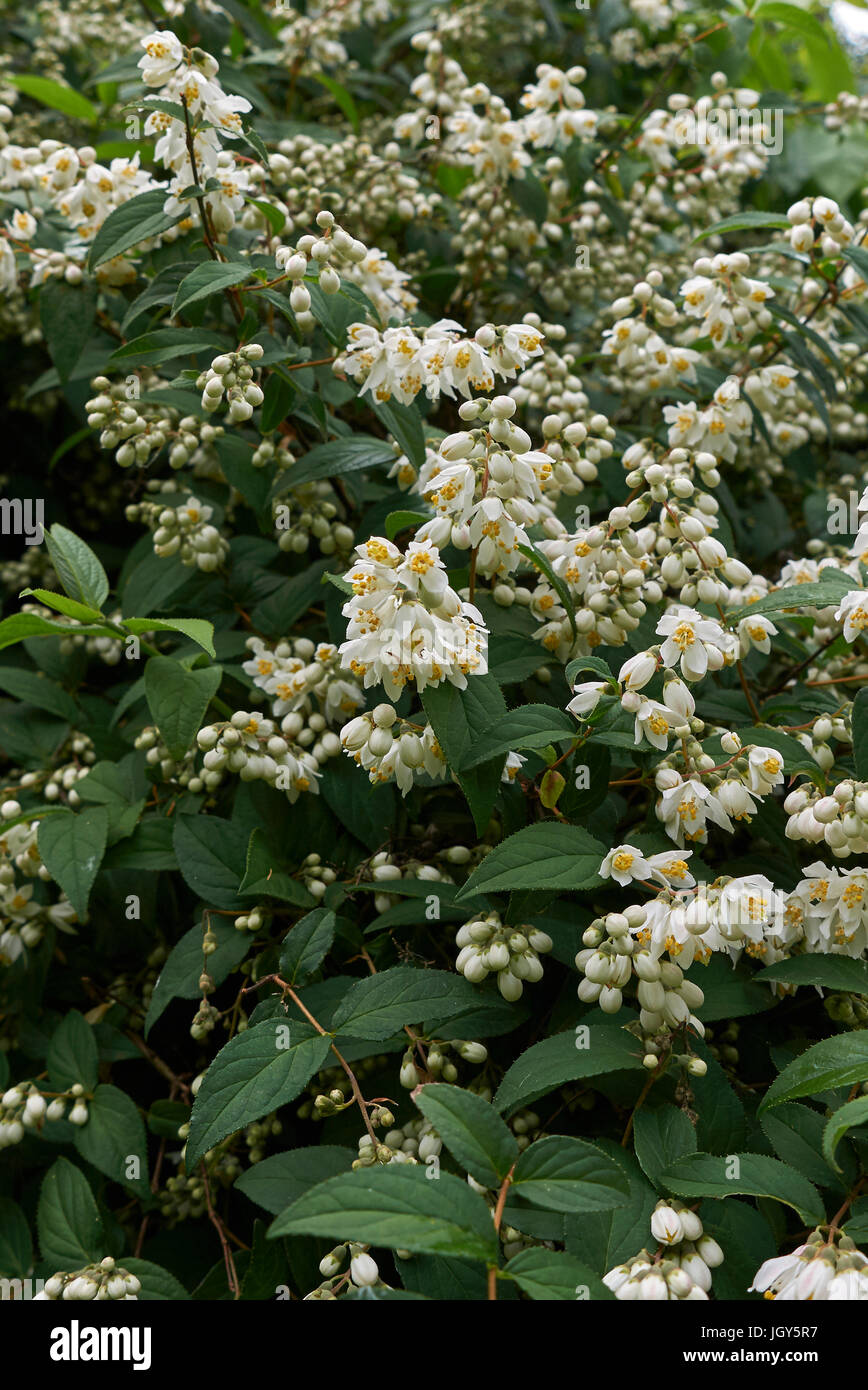 Deutzia Shrub High Resolution Stock Photography and Images - Alamy