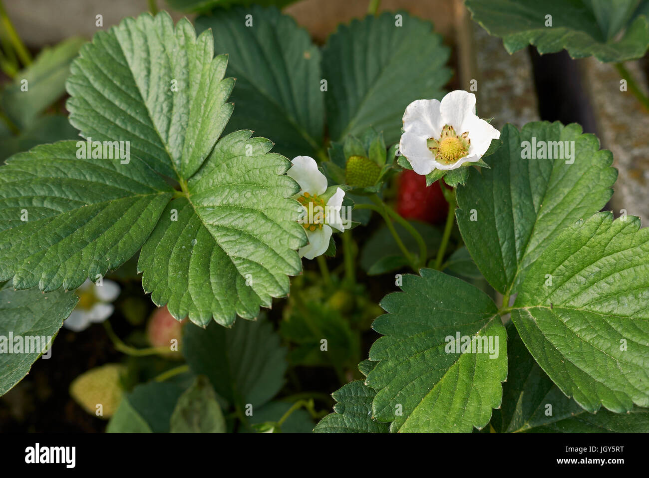 Fragaria × ananassa Stock Photo - Alamy