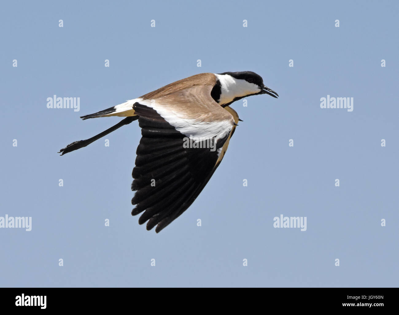 Black winged lapwing hi-res stock photography and images - Alamy