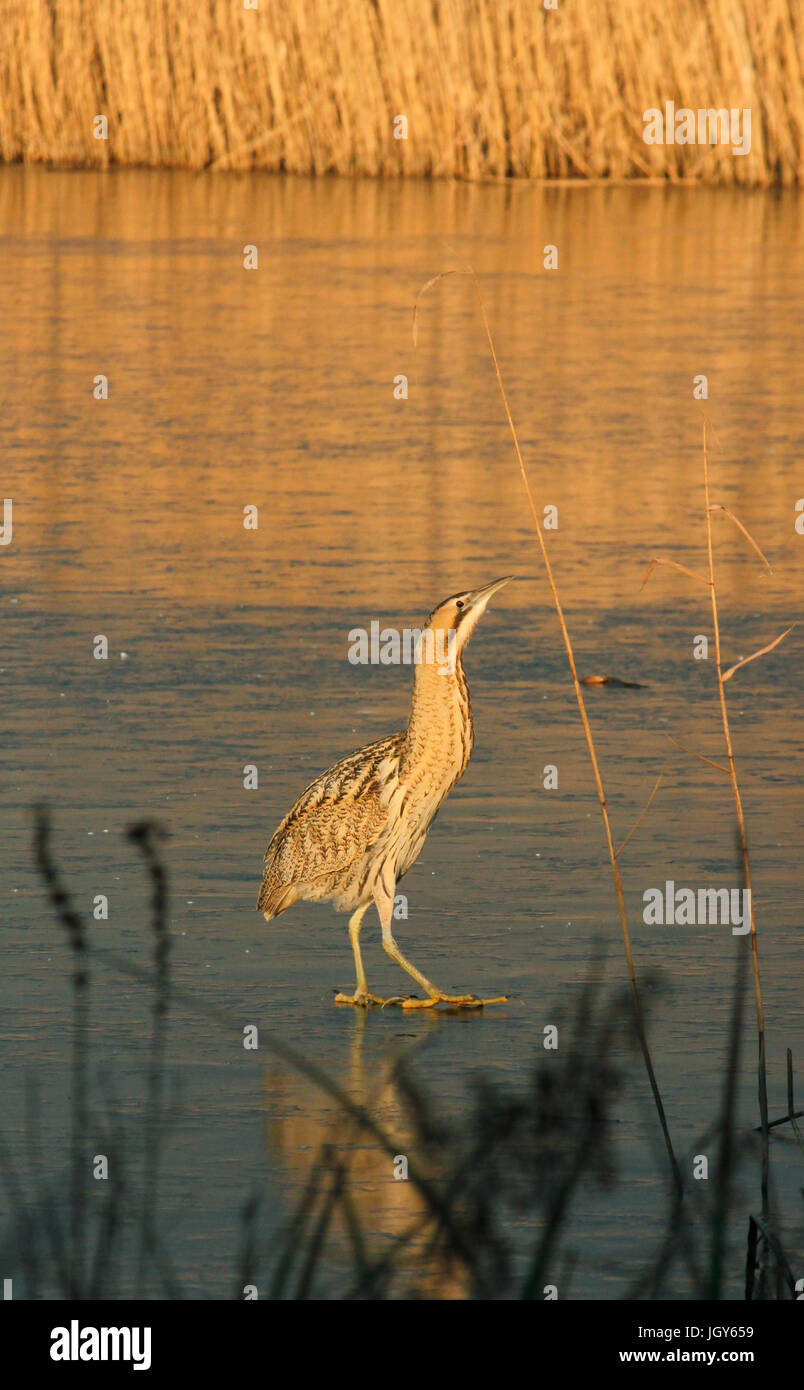 Endangered british birds hi-res stock photography and images - Alamy