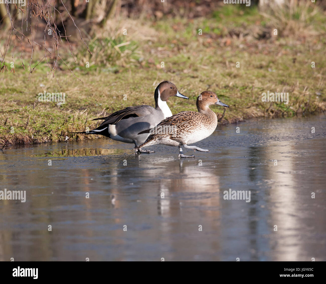 Pair of Northern Pintail at London Wetland Centre Stock Photo - Alamy