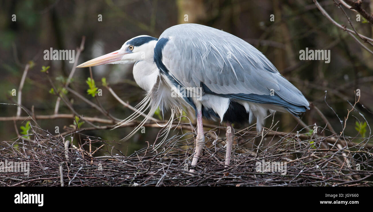 Crouching bird hi-res stock photography and images - Alamy