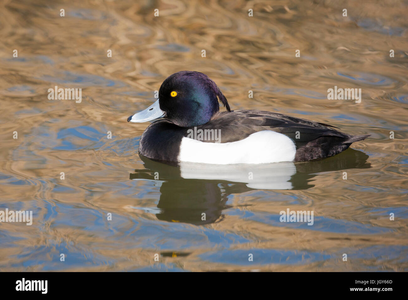 Tufted duck image hi-res stock photography and images - Alamy
