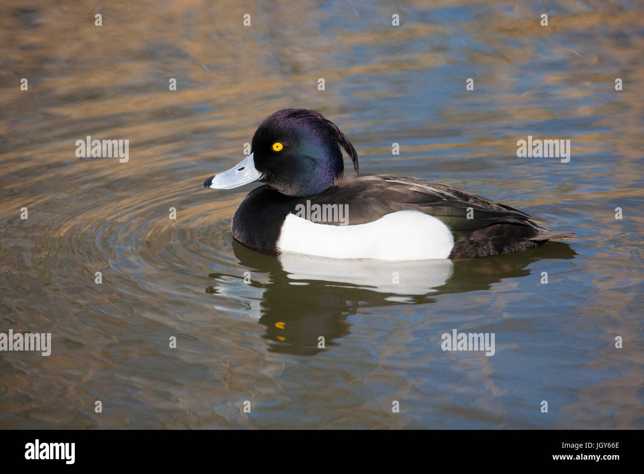 Cute water colour hi-res stock photography and images - Alamy