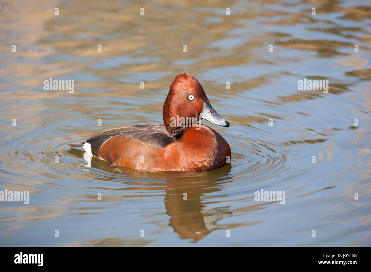 Alert ferruginous duck Stock Photo - Alamy