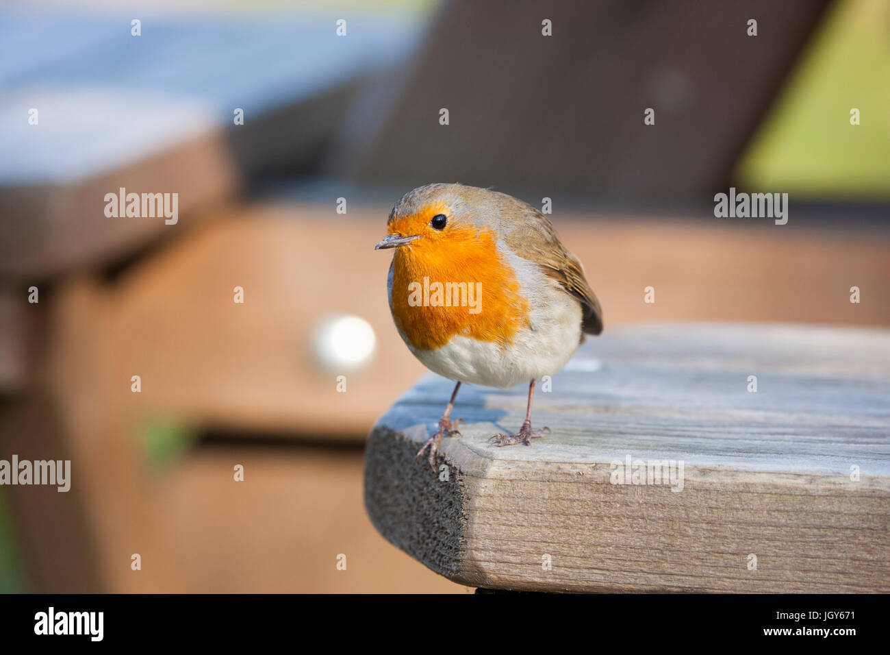 Robin on picnic bench Stock Photo - Alamy