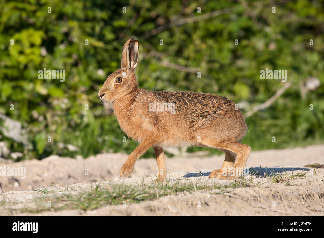 Hare leaping hi-res stock photography and images - Alamy