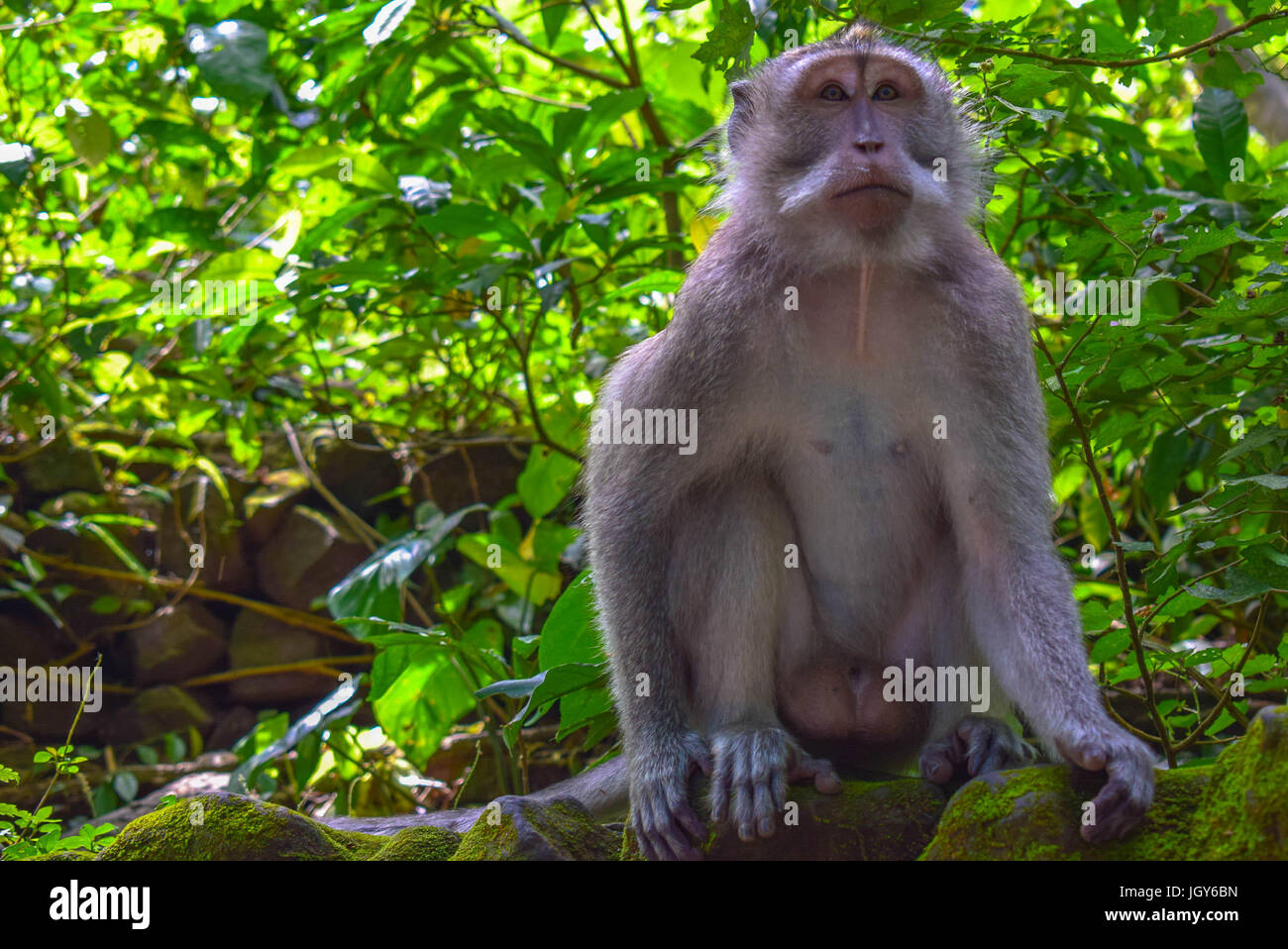 Sitting monkey hi-res stock photography and images - Alamy