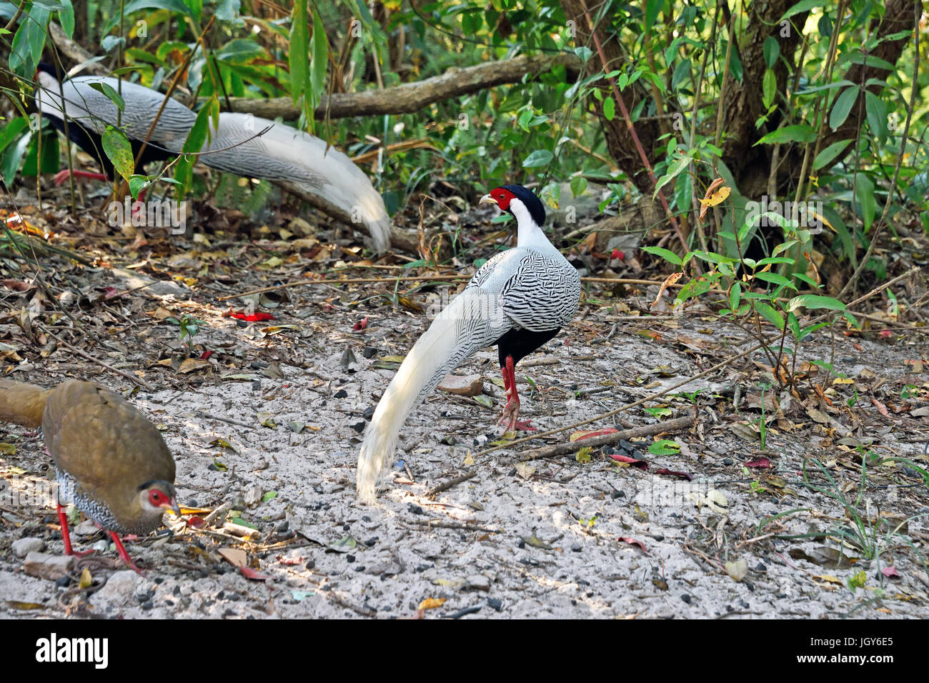 A group of Silver Pheasants (Lophura nycthemera) in a forest clearing in North East Thailand ...