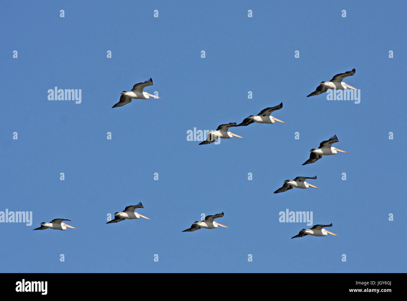 Small flock australian white hi-res stock photography and images - Alamy