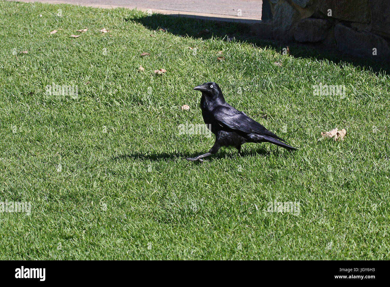 An Australian Raven (Corvus coronoides) walking on the grass in a park ...