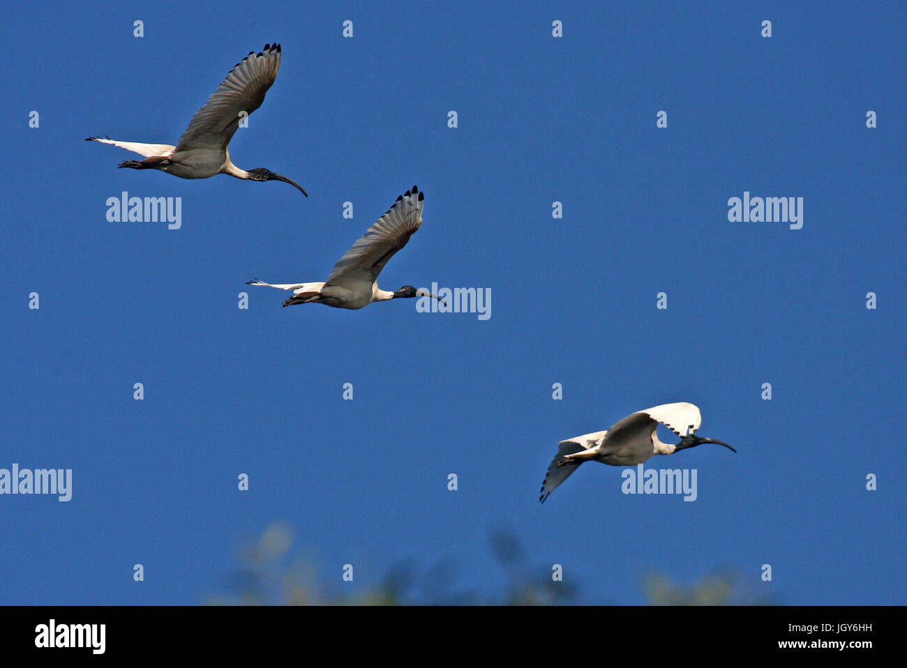 Small flock australian white hi-res stock photography and images - Alamy