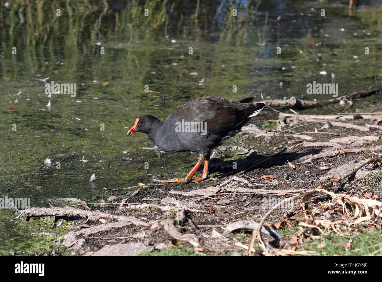 A Dusky Moorhen (Gallinula t. tenebrosa) beside a lake in Perth in ...