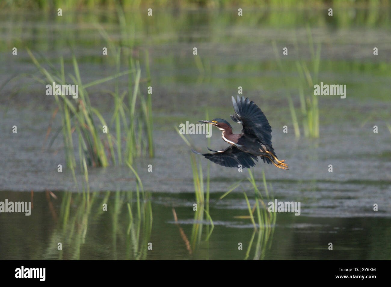 Green heron flying hi-res stock photography and images - Alamy