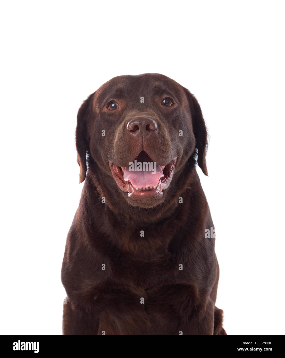 Beautiful black Labrador dog breed in isolated studio on white ...