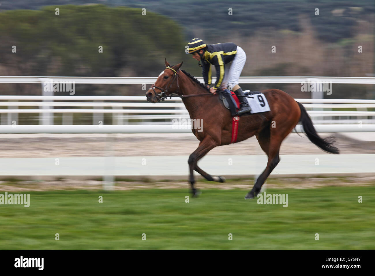 Horse race final rush. Competition sport. Hippodrome. Winner. Speed ...