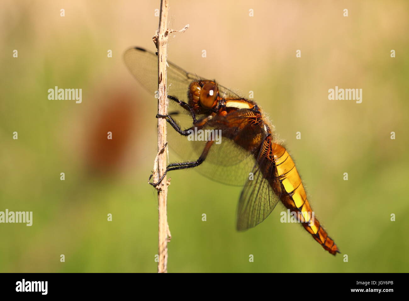 Female Broad-bodied Chaser Stock Photo - Alamy