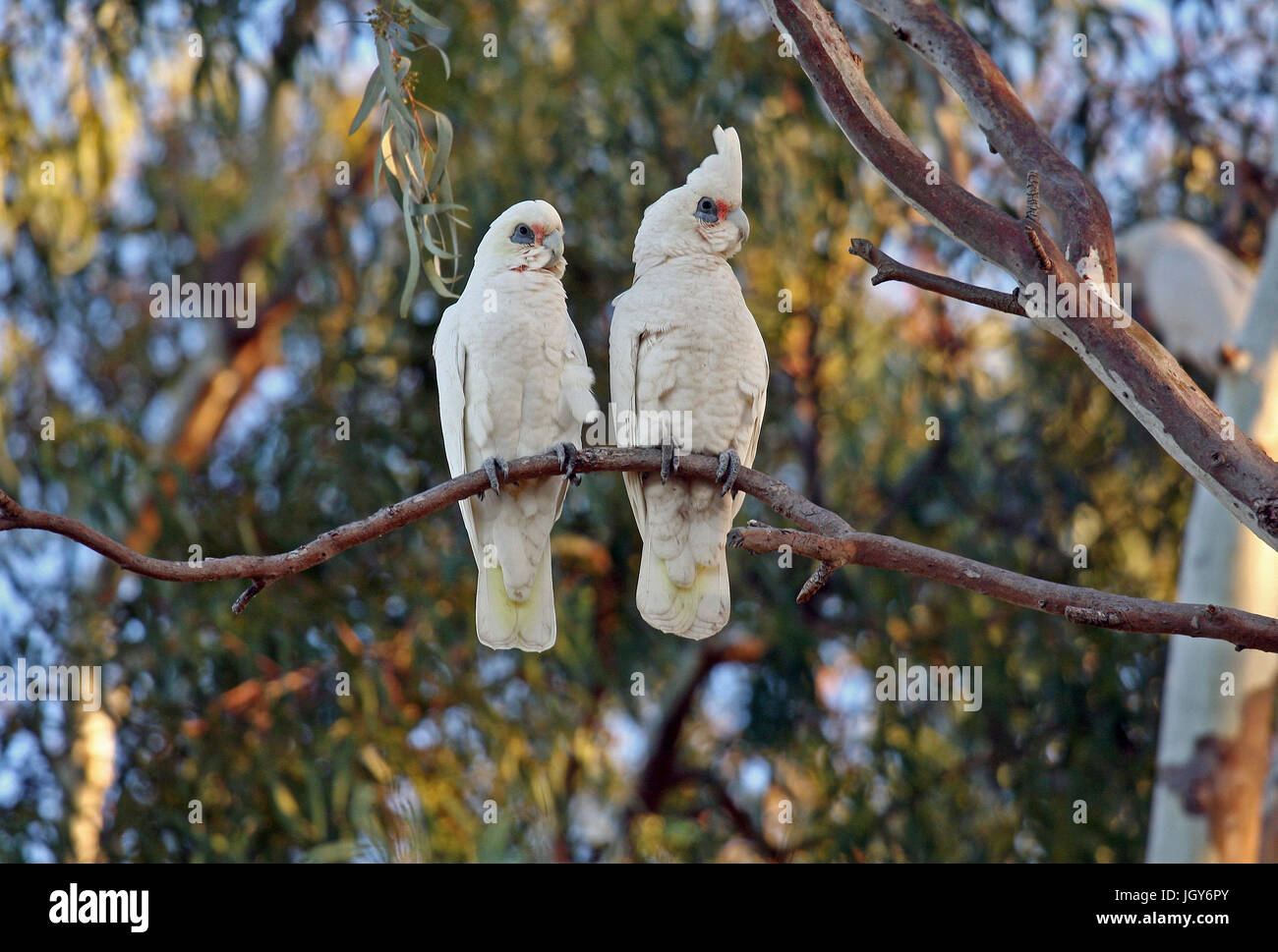 Pair of little corellas hi-res stock photography and images - Alamy