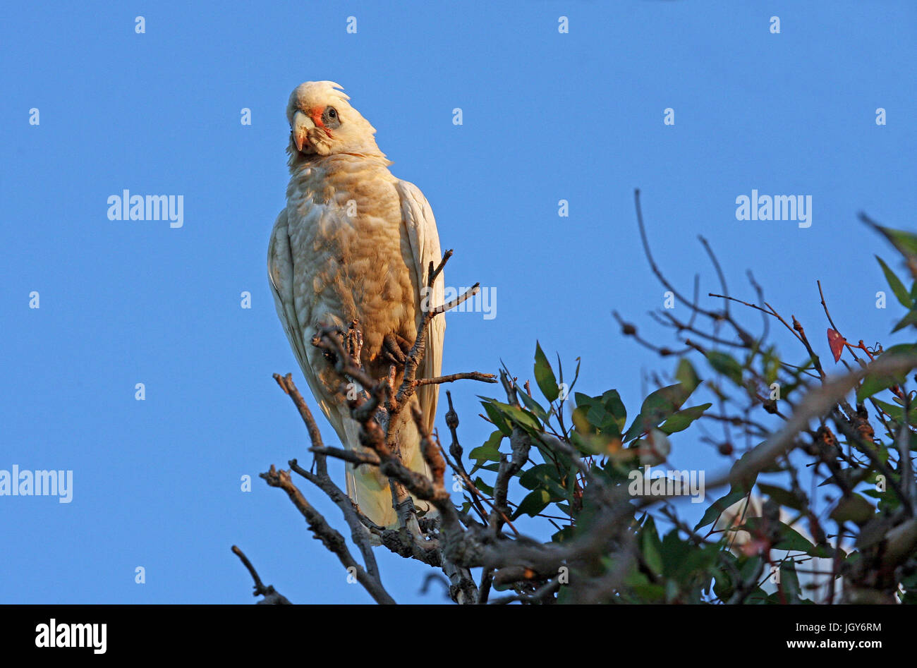 A rather muddy Western Corella (Cacatua pastinator) in the northern ...