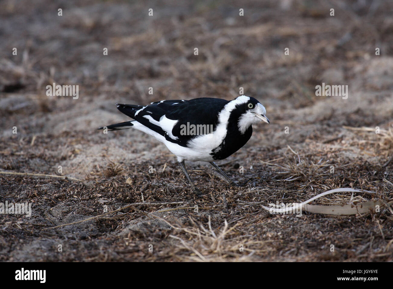 A female Magpie-Lark (Grallina cyanoleuca) perched on an area of dry ...