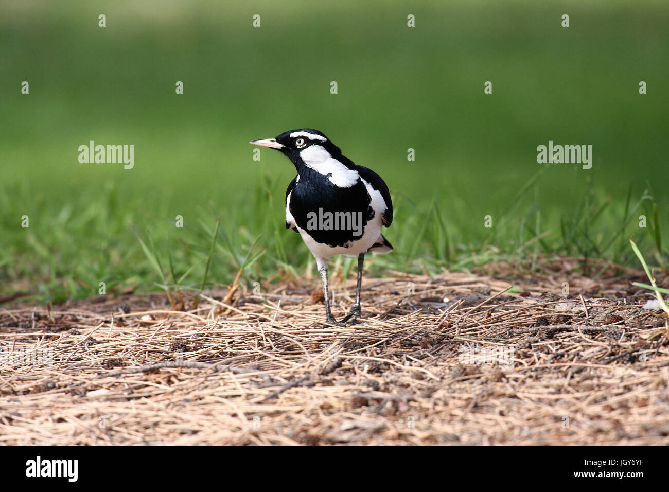 Male magpie hi-res stock photography and images - Alamy