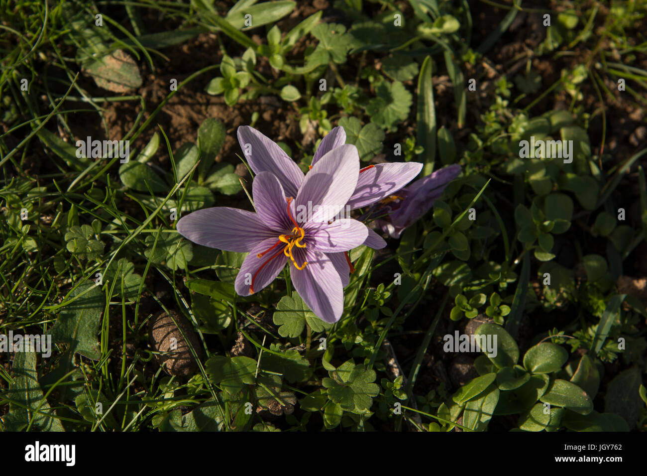 Crocus cartwrightianus is growing on the rocks at the slopes of Karfi ...