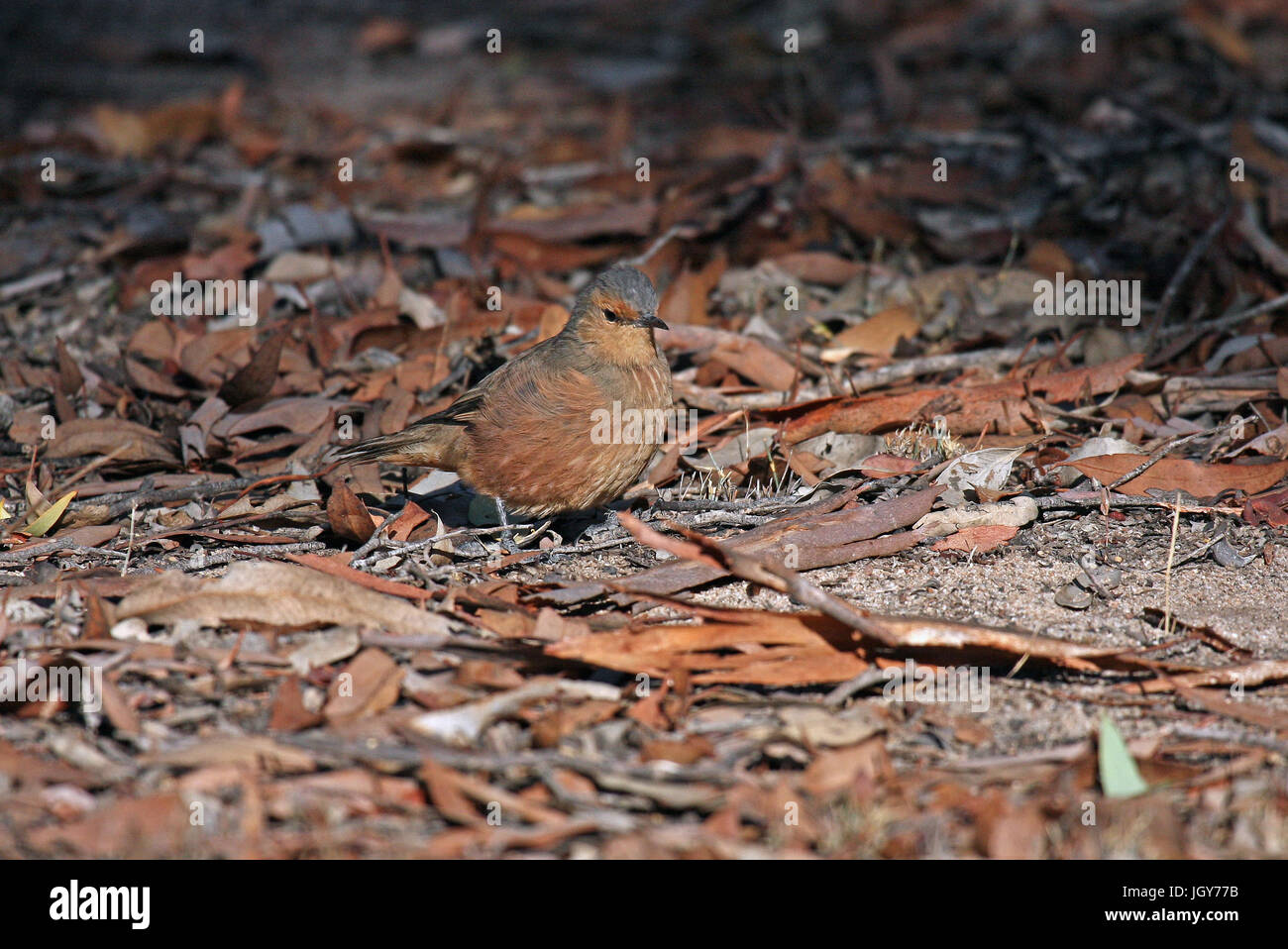 Climacteridae hi-res stock photography and images - Alamy