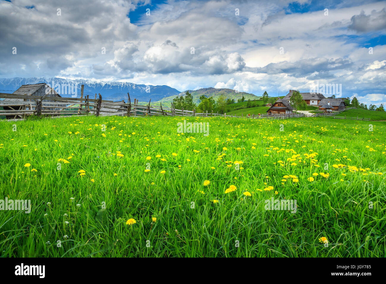 Stunning spring landscape with yellow dandelion flowers and snowy ...
