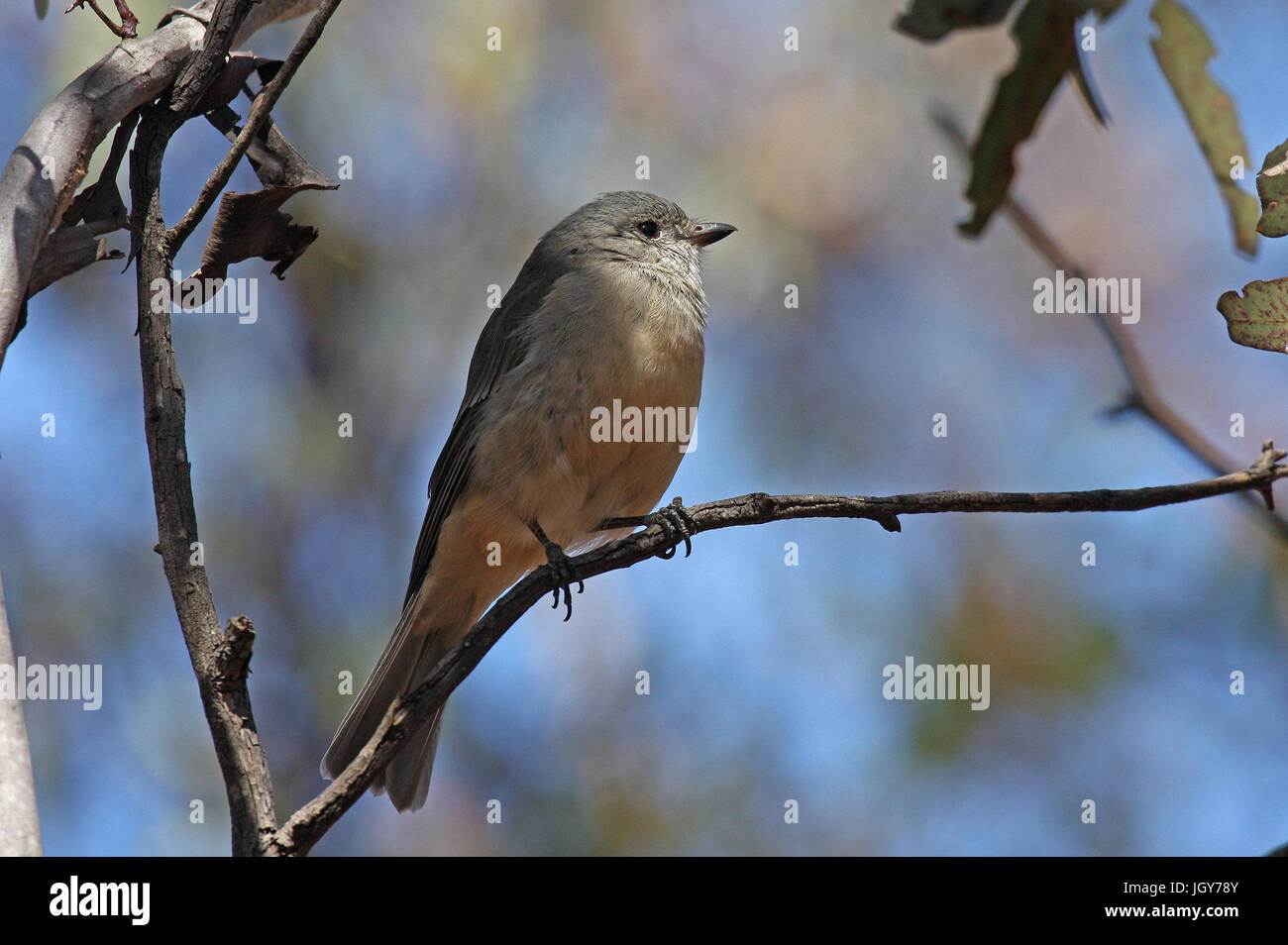 Western whistler bird hi-res stock photography and images - Alamy