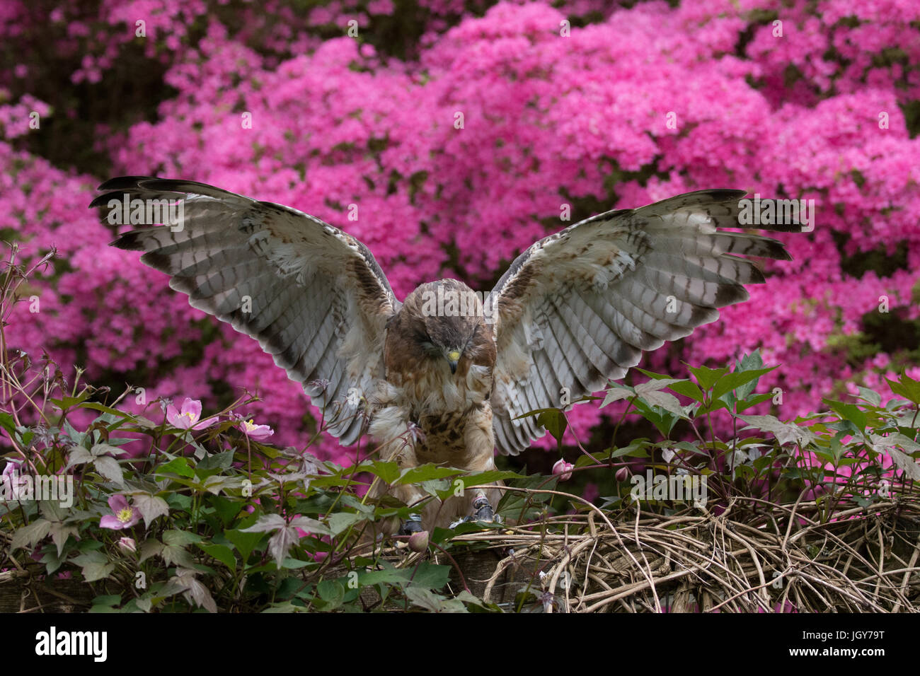 Red tailed buzzard Stock Photo - Alamy