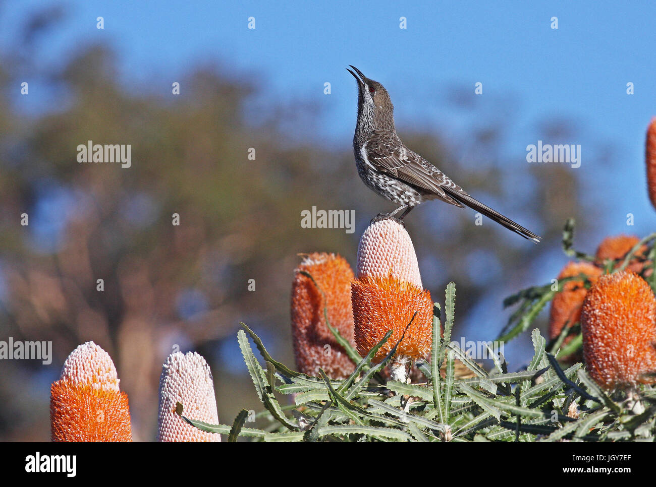 A Western Wattlebird (Anthochaera lunulata) singing on a Banksia bush ...
