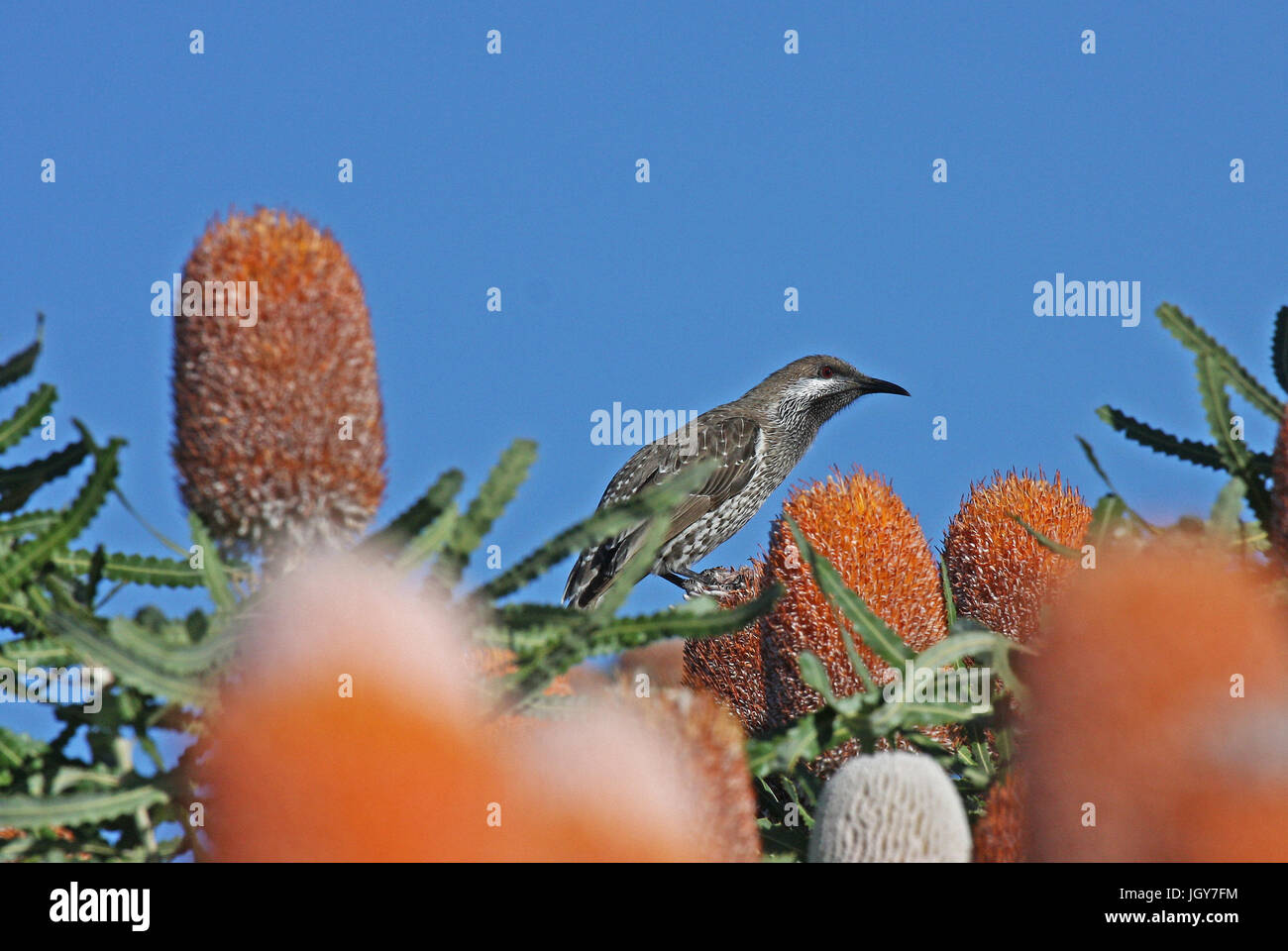 A Western Wattlebird (Anthochaera lunulata) on a Banksia flower near ...
