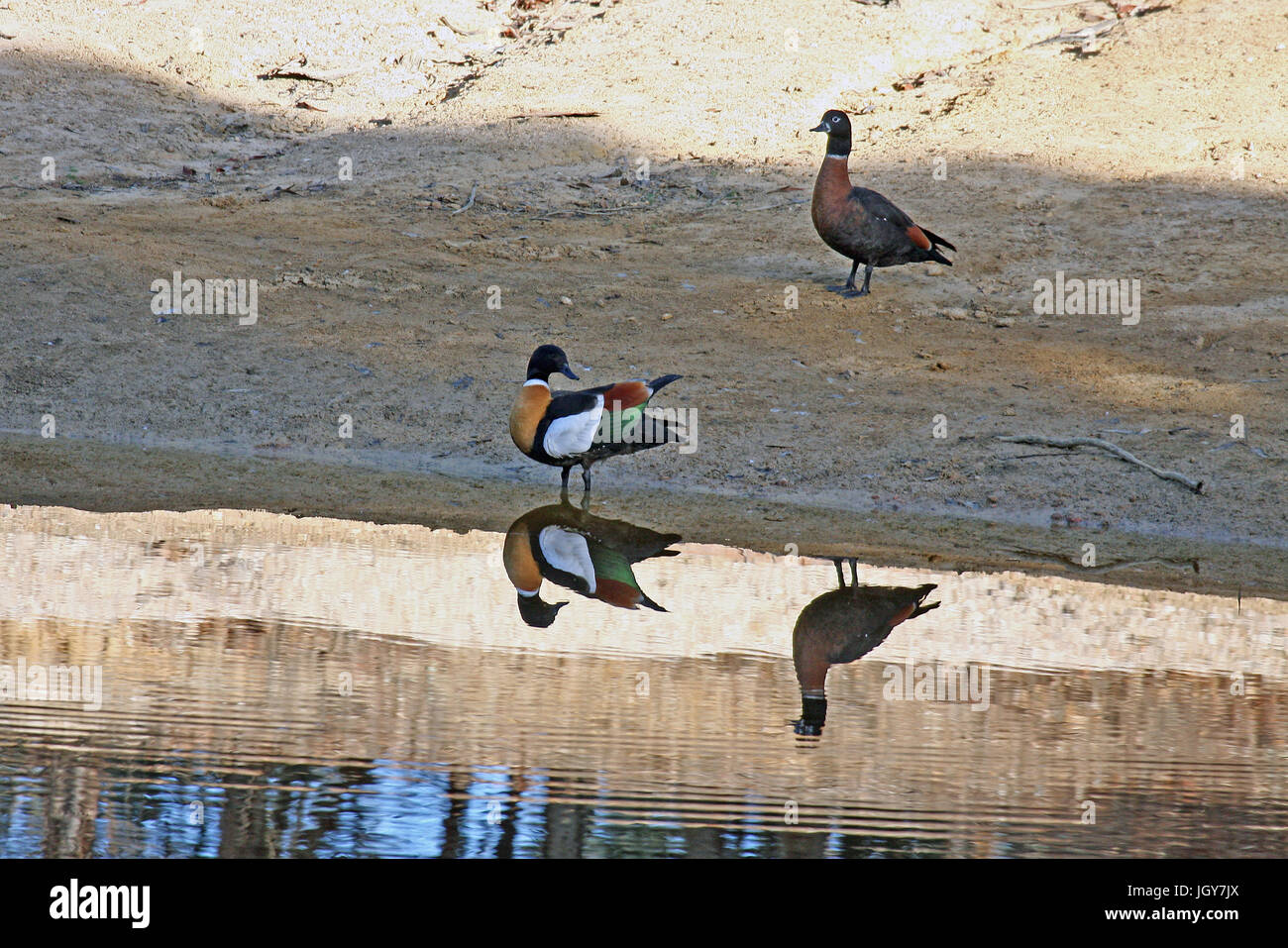 Australian shelducks hi-res stock photography and images - Alamy